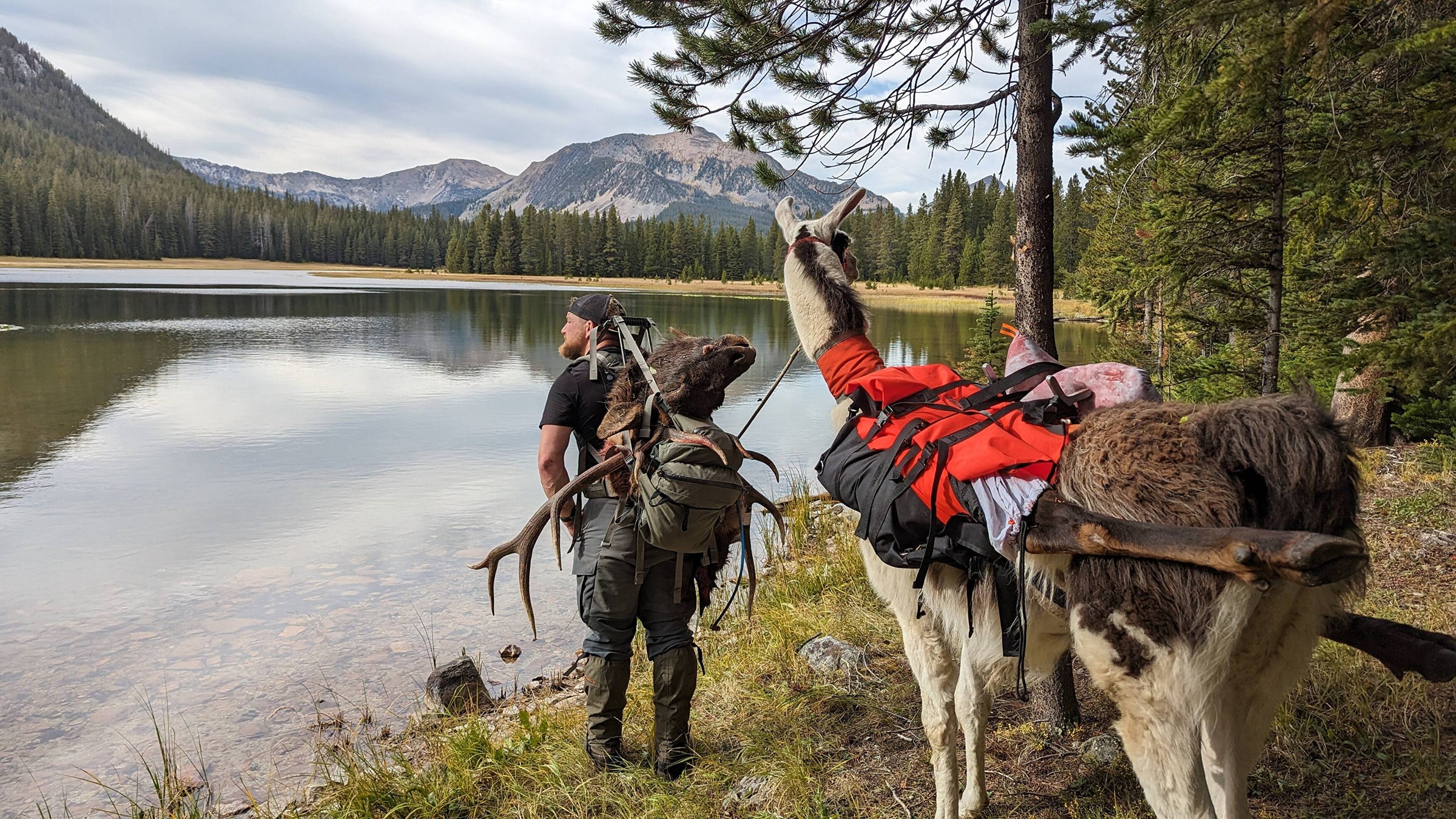 Elk hunting. Anaconda Pintler. Montana. Archery. Bull Elk